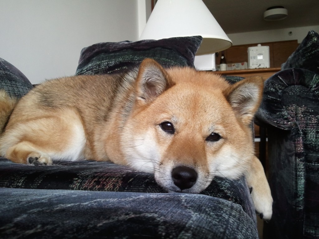 Shiba Inu Anxiety And Mental Health Issues - My First Shiba Inu