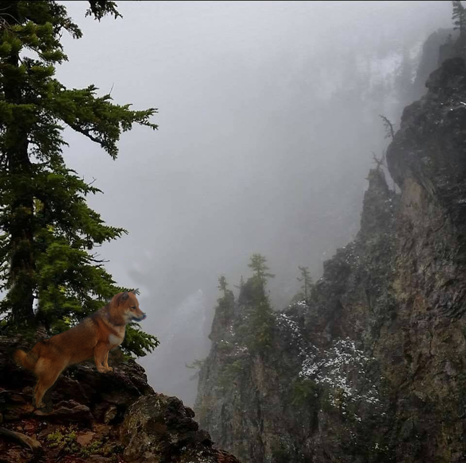 Shiba Inu History And Origins - My First Shiba Inu