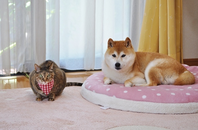 Ten Famous Shiba Inus of 2016 - My First Shiba Inu