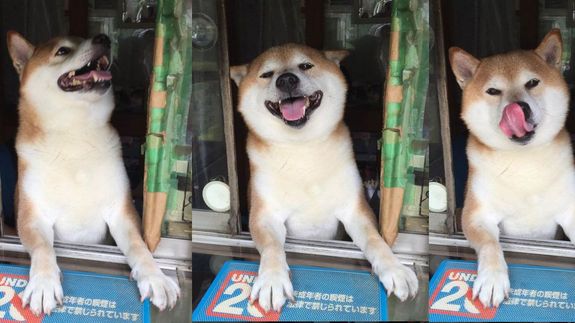 Ten Famous Shiba Inus of 2016 - My First Shiba Inu