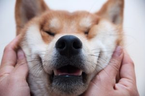 Shiba Inu Massage – Keep Your Shiba Inu Happy and Healthy | My First ...