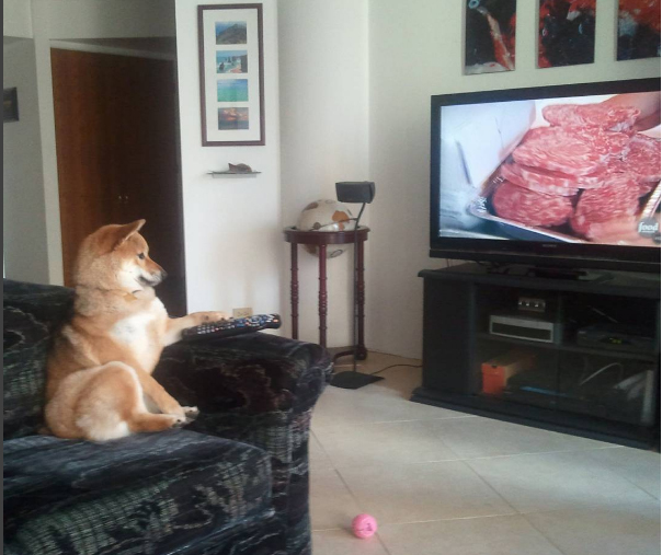 Ten Famous Shiba Inus of 2016 - My First Shiba Inu