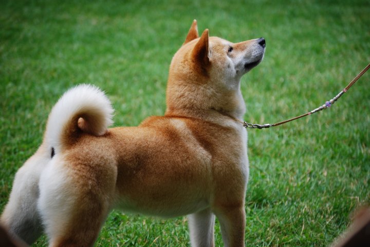 Shiba Inu Breeder Directory – West – [Pacific] - My First Shiba Inu