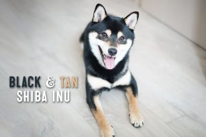 Shiba Inu Colors – A Definitive Guide - My First Shiba Inu