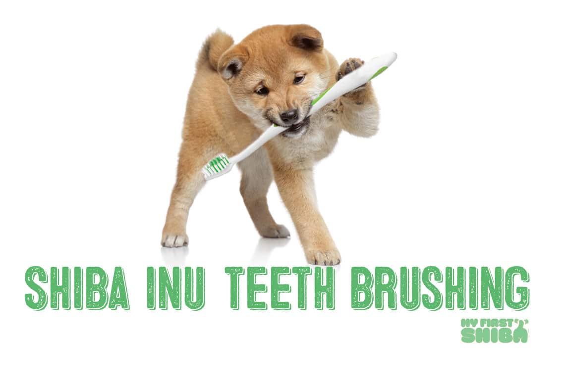 Shiba Inu Temperament - My First Shiba Inu