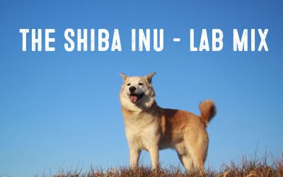 Shiba Inu Lab Mix – Facts And Information - My First Shiba Inu