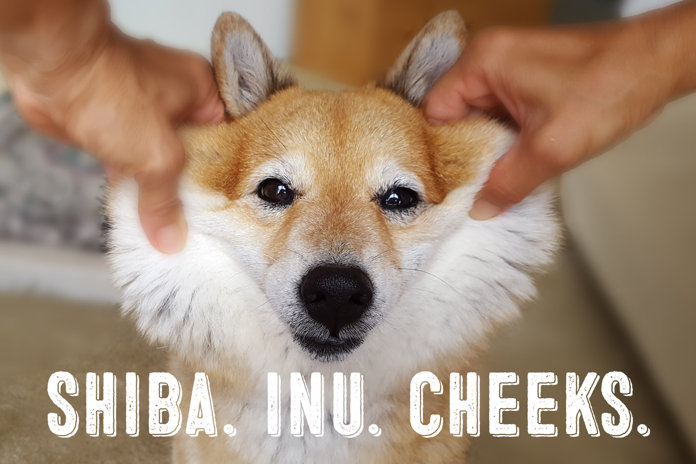 Squishy Shiba Inu Cheeks – All About The Shiba Inu Cheek Pulling Craze ...