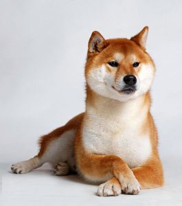 Shiba Inu Temperament - My First Shiba Inu