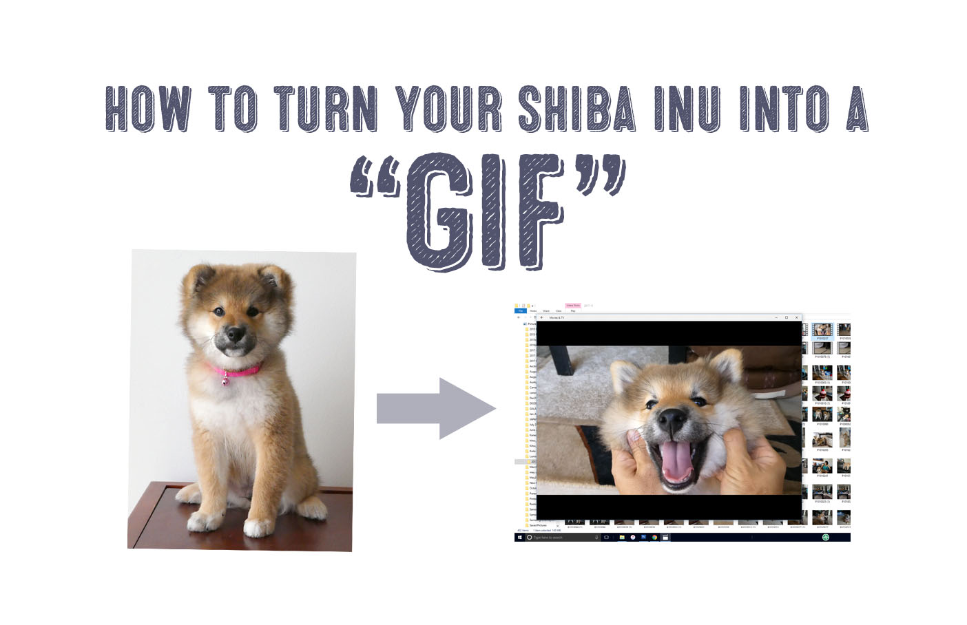 How To Turn Your Shiba Inu Into A GIF - My First Shiba Inu