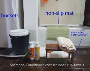 Secrets Of The Elusive Shiba Inu Bath – Shiba Inu Bathing Tips And ...