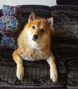 Secrets Of The Elusive Shiba Inu Bath – Shiba Inu Bathing Tips And ...