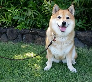 Secrets Of The Elusive Shiba Inu Bath – Shiba Inu Bathing Tips And ...