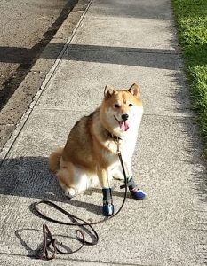Secrets Of The Elusive Shiba Inu Bath – Shiba Inu Bathing Tips And ...