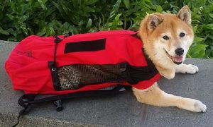 Best Dog Backpack Carrier For Shiba Inus - My First Shiba Inu