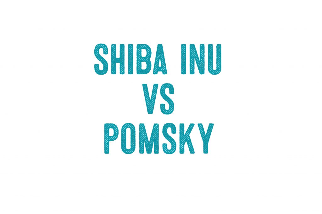 Shiba Inu Vs. Pomsky - My First Shiba Inu