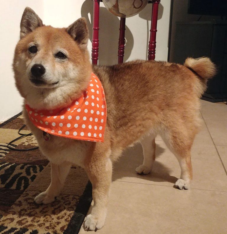Trending Shiba Inu Fashion – Rain Coats And Bandanas! - My First Shiba Inu