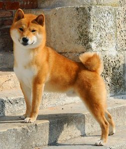 Shiba Inu Coats 101 | My First Shiba Inu