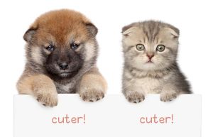 Shiba Inu VS. Cat - My First Shiba Inu