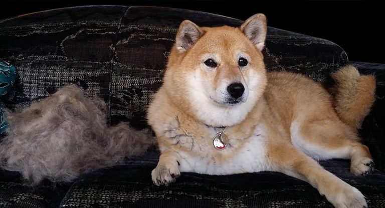 How To Manage Shiba Inu Shedding - My First Shiba Inu