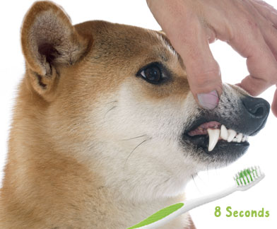 7 Epic Mistakes Shiba Inu Owners Make - My First Shiba Inu