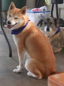 Deciphering Shiba Inu Body Language - My First Shiba Inu