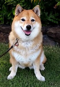 Deciphering Shiba Inu Body Language - My First Shiba Inu