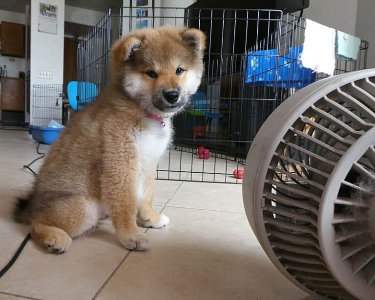 How To Potty Train Your Shiba Inu Puppy - My First Shiba Inu