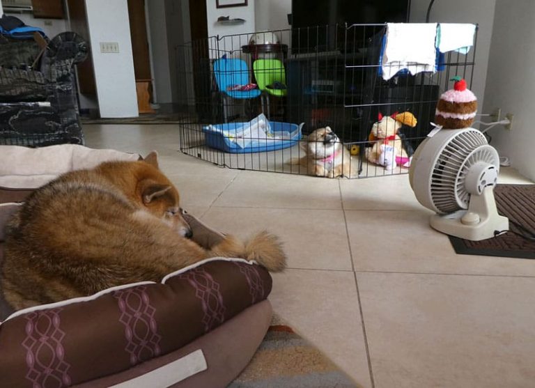 Shiba Inu Escape Artist No More – Must Do Steps To Keep Your Shiba Safe ...