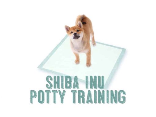 How To Potty Train Your Shiba Inu Puppy - My First Shiba Inu