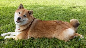 Deciphering Shiba Inu Body Language - My First Shiba Inu