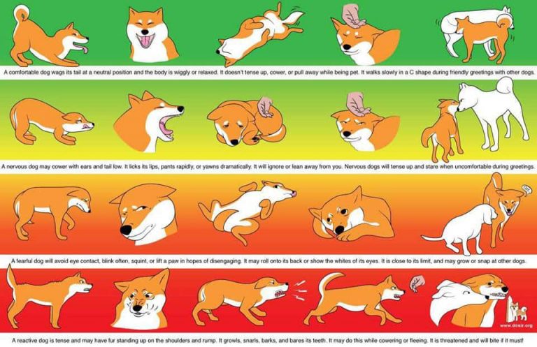 Deciphering Shiba Inu Body Language - My First Shiba Inu