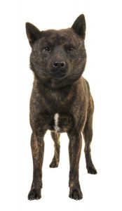 The Japanese Kai Ken Dog - My First Shiba Inu