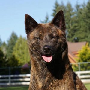 The Japanese Kai Ken Dog - My First Shiba Inu