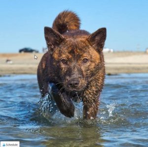 The Japanese Kai Ken Dog - My First Shiba Inu