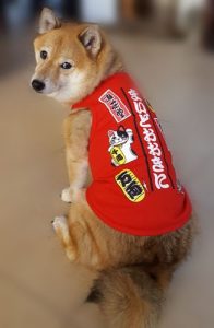 Unique Shiba Inu Japanese Dog Names That Aren’t Cliche / Sterotypical ...