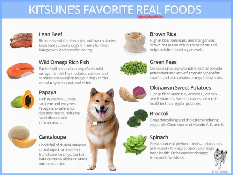 5 Easy Ways To Feed Your Shiba Inu BETTER - My First Shiba Inu