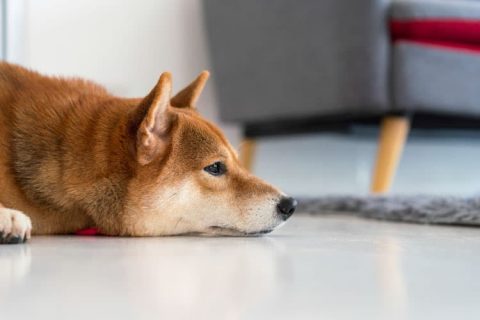 Shiba Inus And Fireworks – 7 Ways To Reduce Fear / Anxiety - My First ...