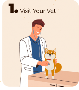 Shiba Inus And Fireworks – 7 Ways To Reduce Fear / Anxiety - My First ...