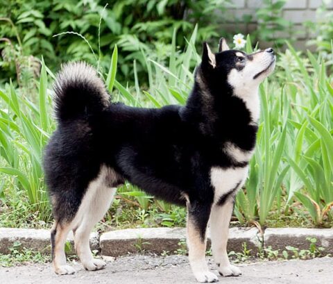 Black And Tan Shiba Inu Facts And Information - My First Shiba Inu