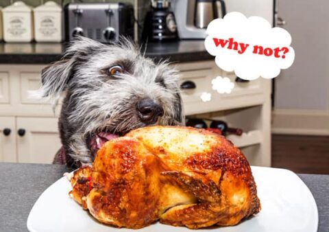 Counter Surfing – How To Keep Your Dog From Jumping On The Counter - My ...