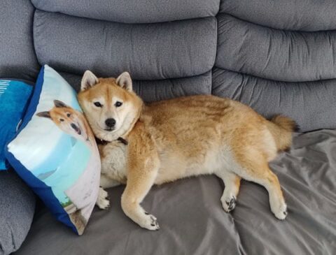 Are Shiba Inus Good Apartment Dogs? - My First Shiba Inu