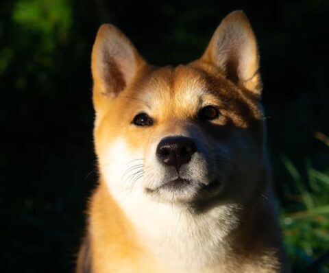 Are Shiba Inus Affectionate? - My First Shiba Inu
