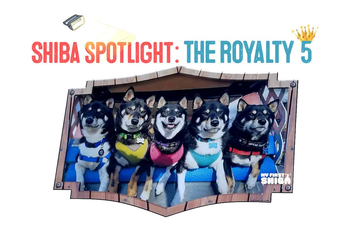 Spotlight On Shibas! – Meet The Royalty FIVE - My First Shiba Inu