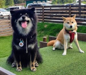 The Long-Hair A.K.A. Wooly Shiba Inu - My First Shiba Inu