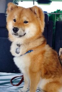 The Long-Hair A.K.A. Wooly Shiba Inu - My First Shiba Inu