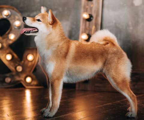 Shiba Inu Movies - My First Shiba Inu