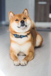 Shiba Inu Mental Fitness – 3 Easy Ways To Stimulate Your Shiba’s Mind ...