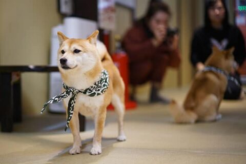 The Mini Or Mame Shiba Inu – Facts And Information - My First Shiba Inu