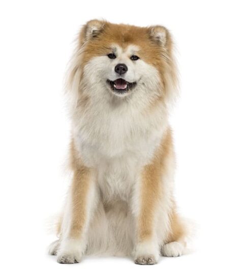 The Long Coat A.K.A. Wooly Akita Inu - My First Shiba Inu