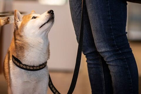 Shiba Inu Training Basics | My First Shiba Inu